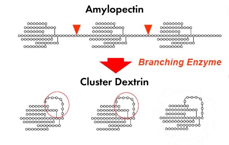 Ingredient Spotlight: Cluster Dextrin™ – Lief Labs